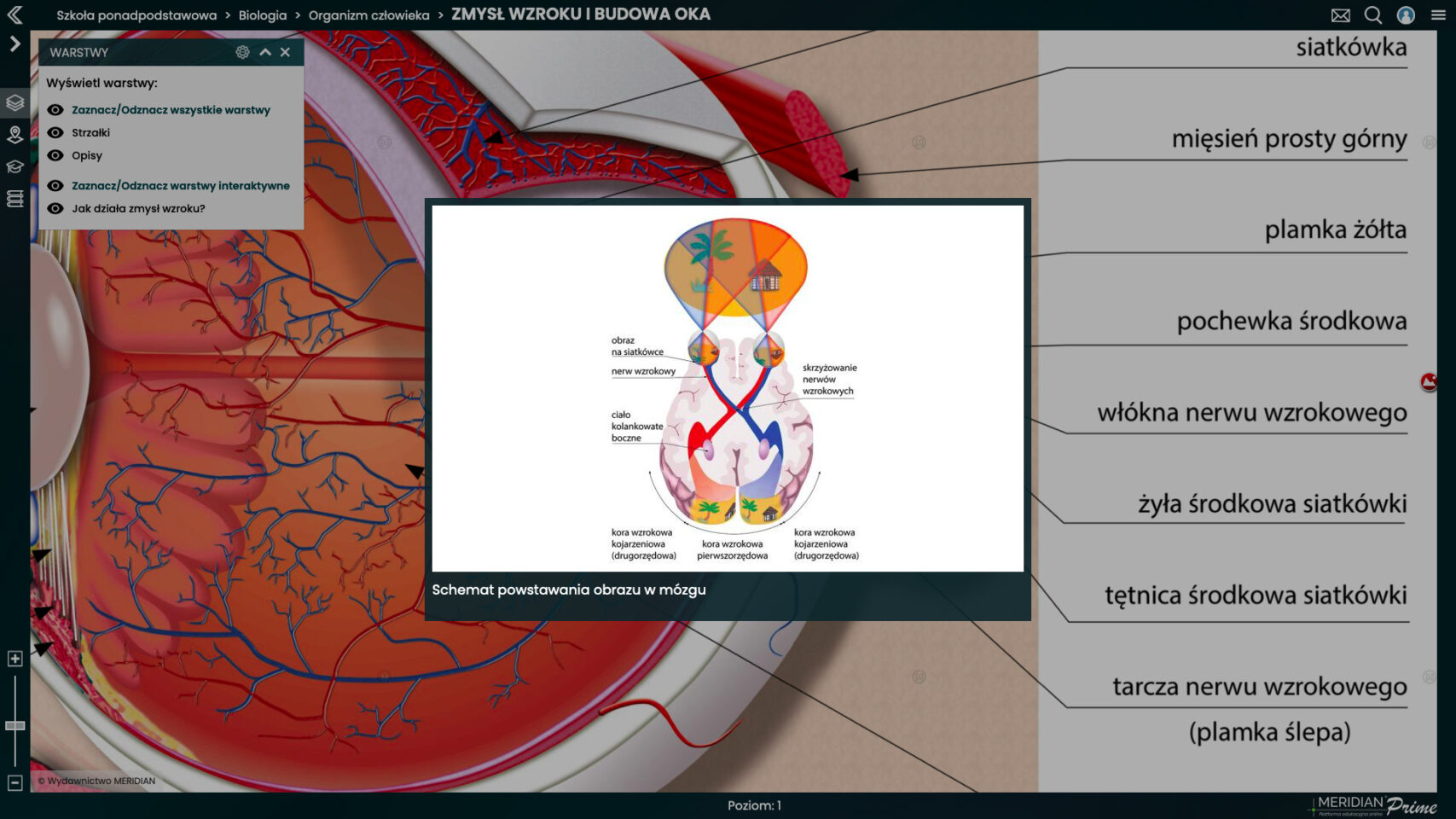 Zmysł wzroku i budowa oka