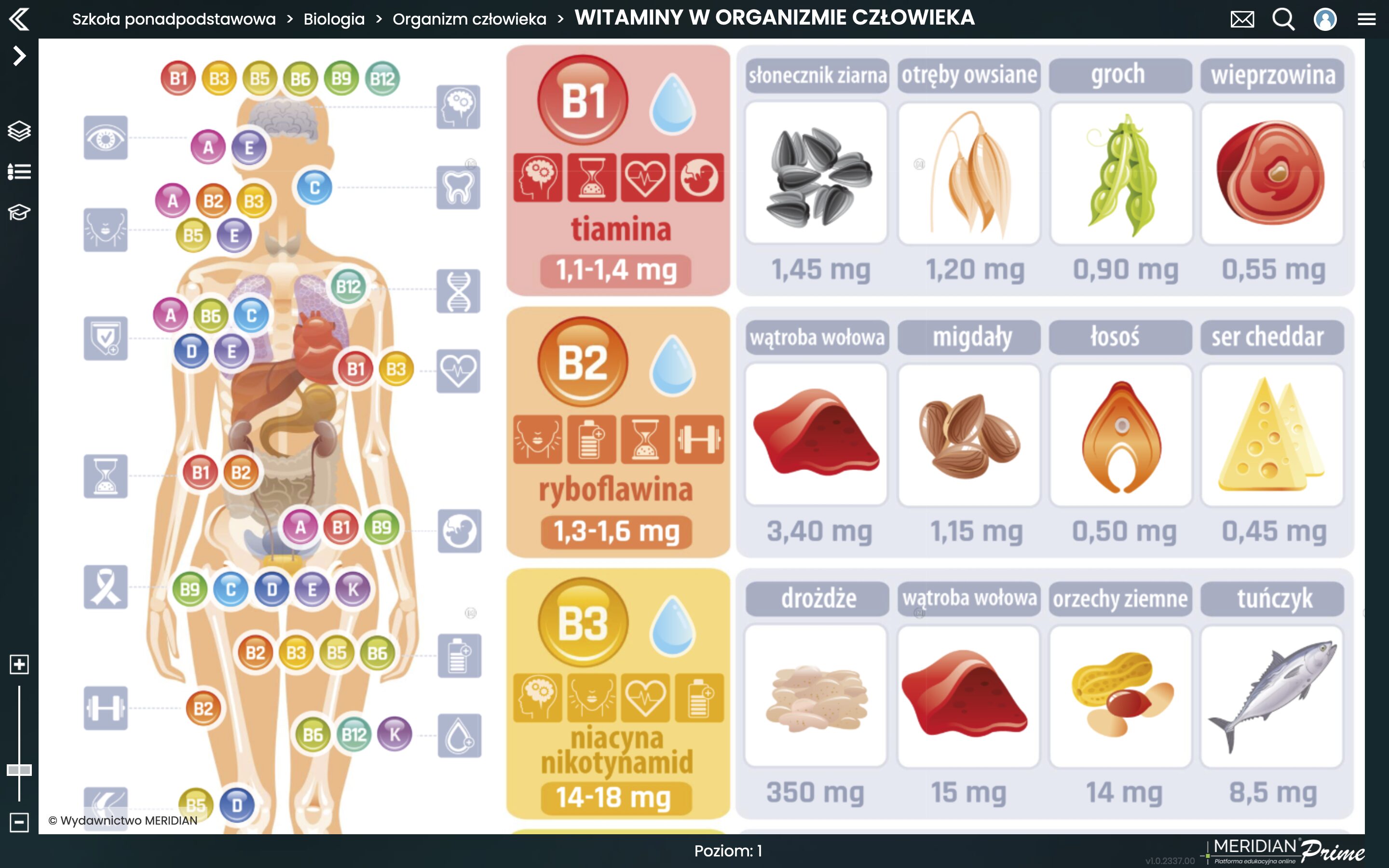 Witaminy w organiźmie człowieka